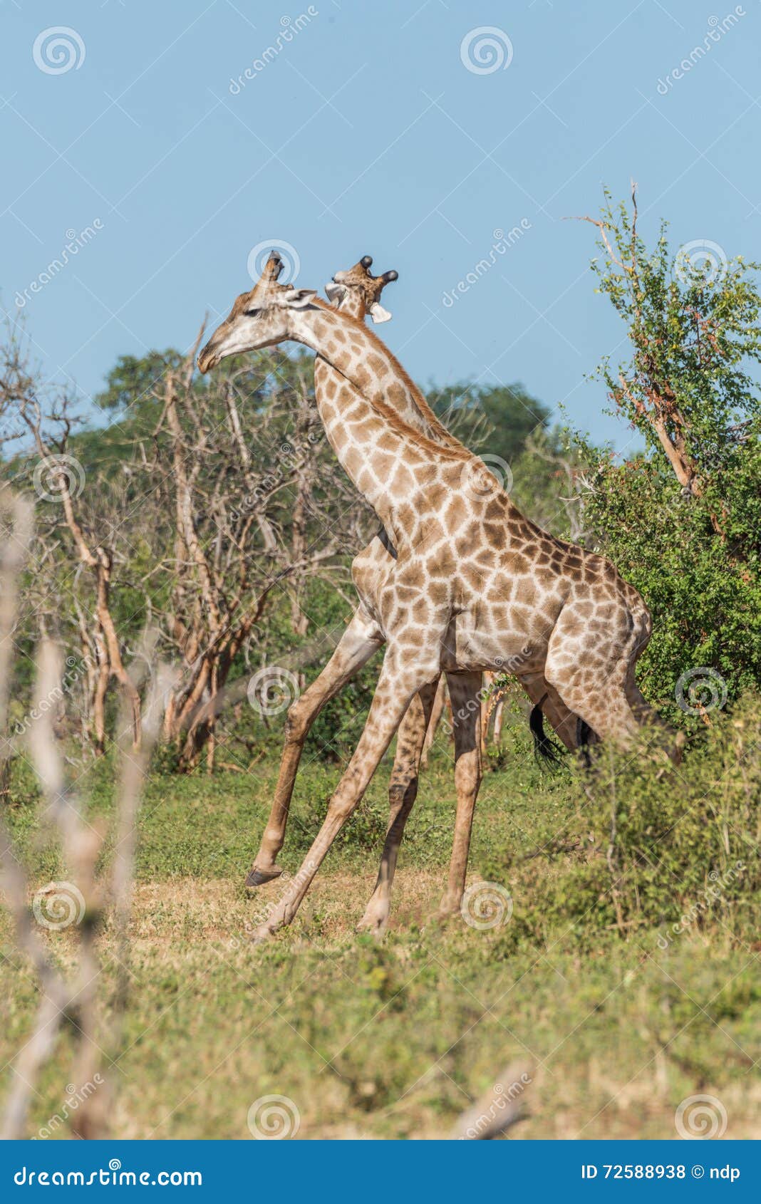 Two South African Giraffe with Necks Entwined Stock Photo - Image of ...