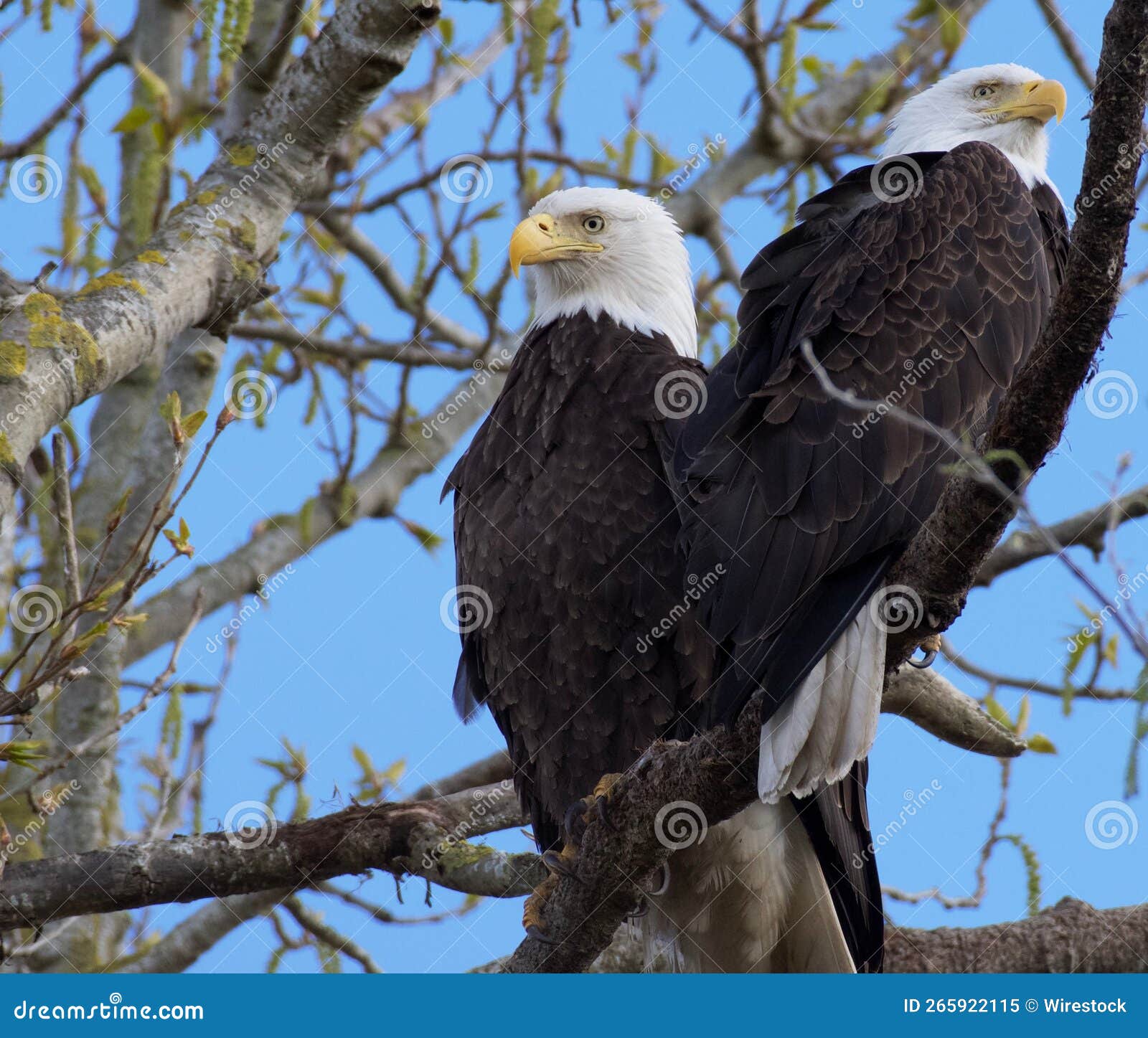Southern Bald Eagles on Tree Branch with Blue Sky Background, Closeup ...