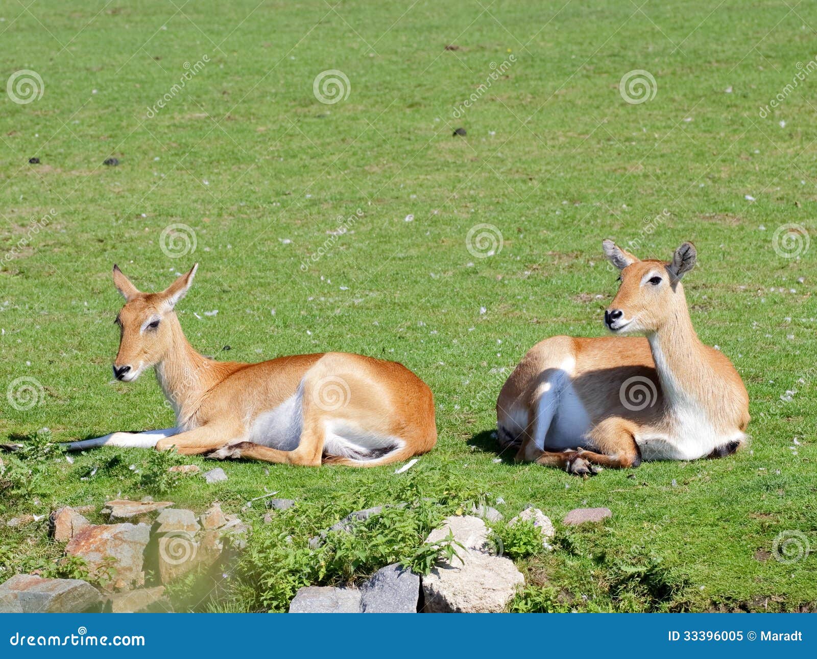 Two Southern Lechwe Antelope Stock Image - Image of natural, grass ...