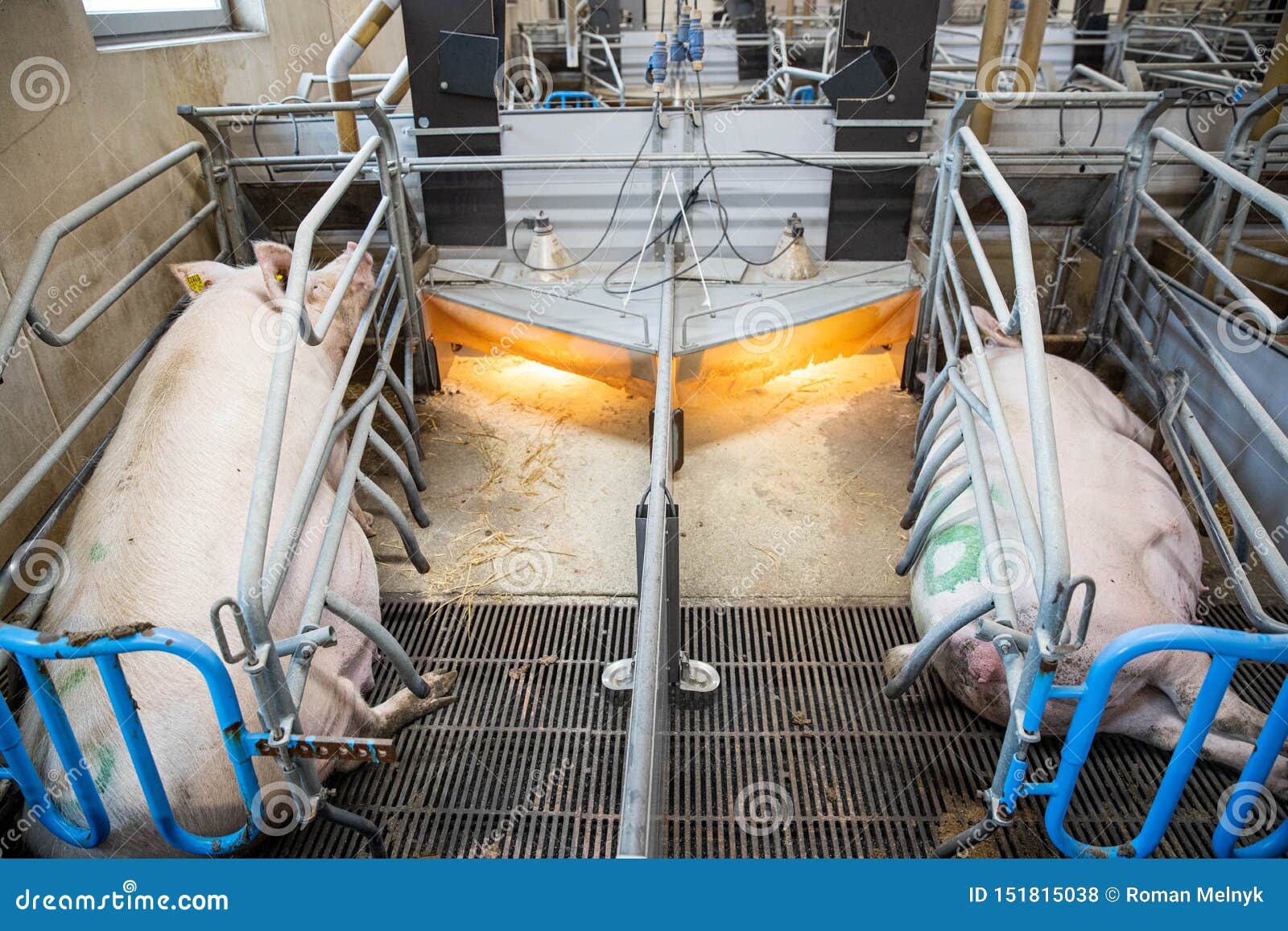 Two sows are on the farm editorial stock photo. Image of mist - 151815038