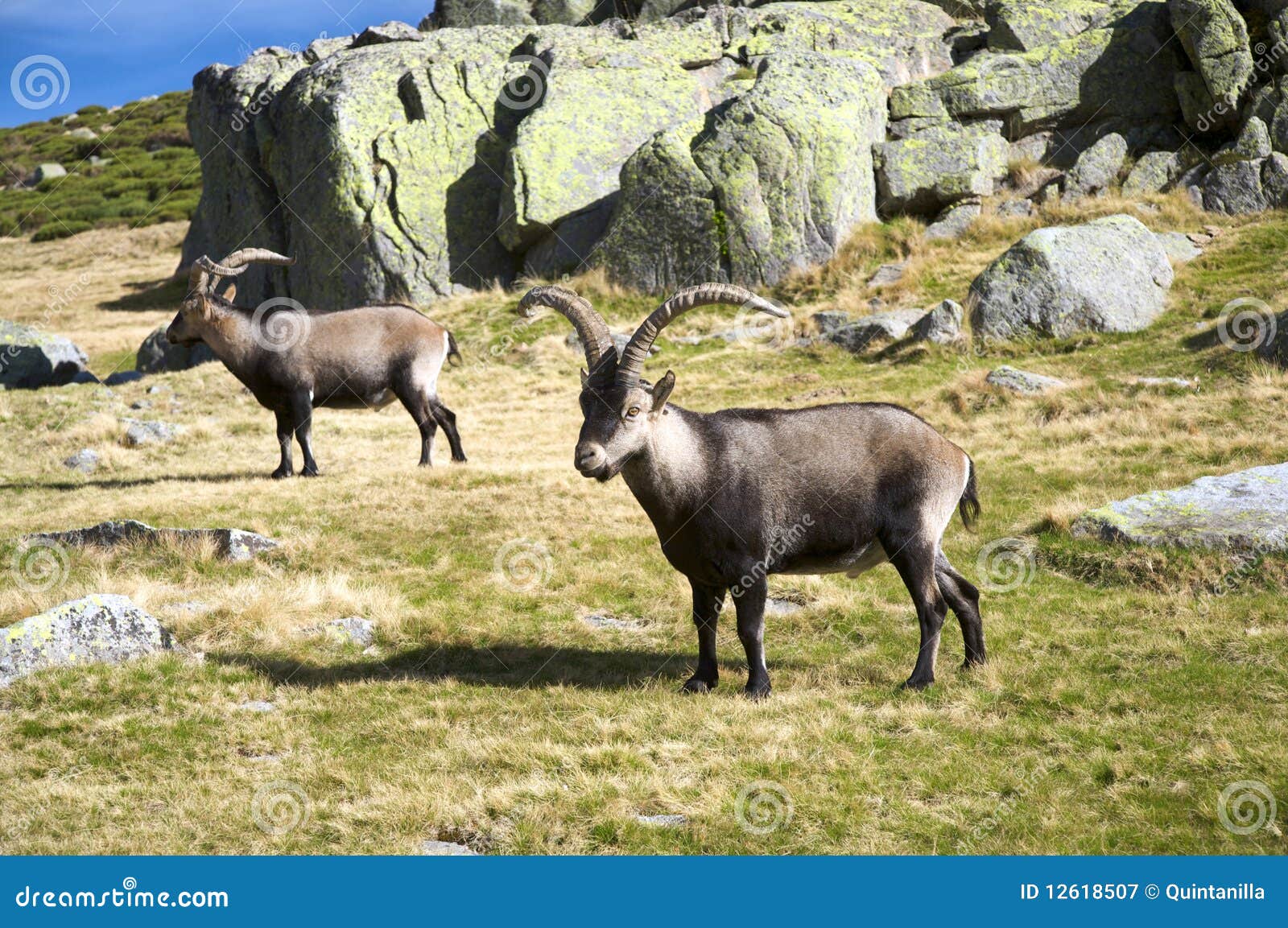 Two spanish goats stock image. Image of nature, gredos - 12618507