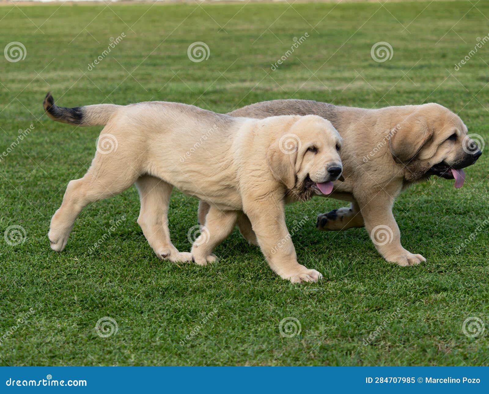Two Spanish Mastiffs Puppies Walking on the Grass Stock Image - Image ...