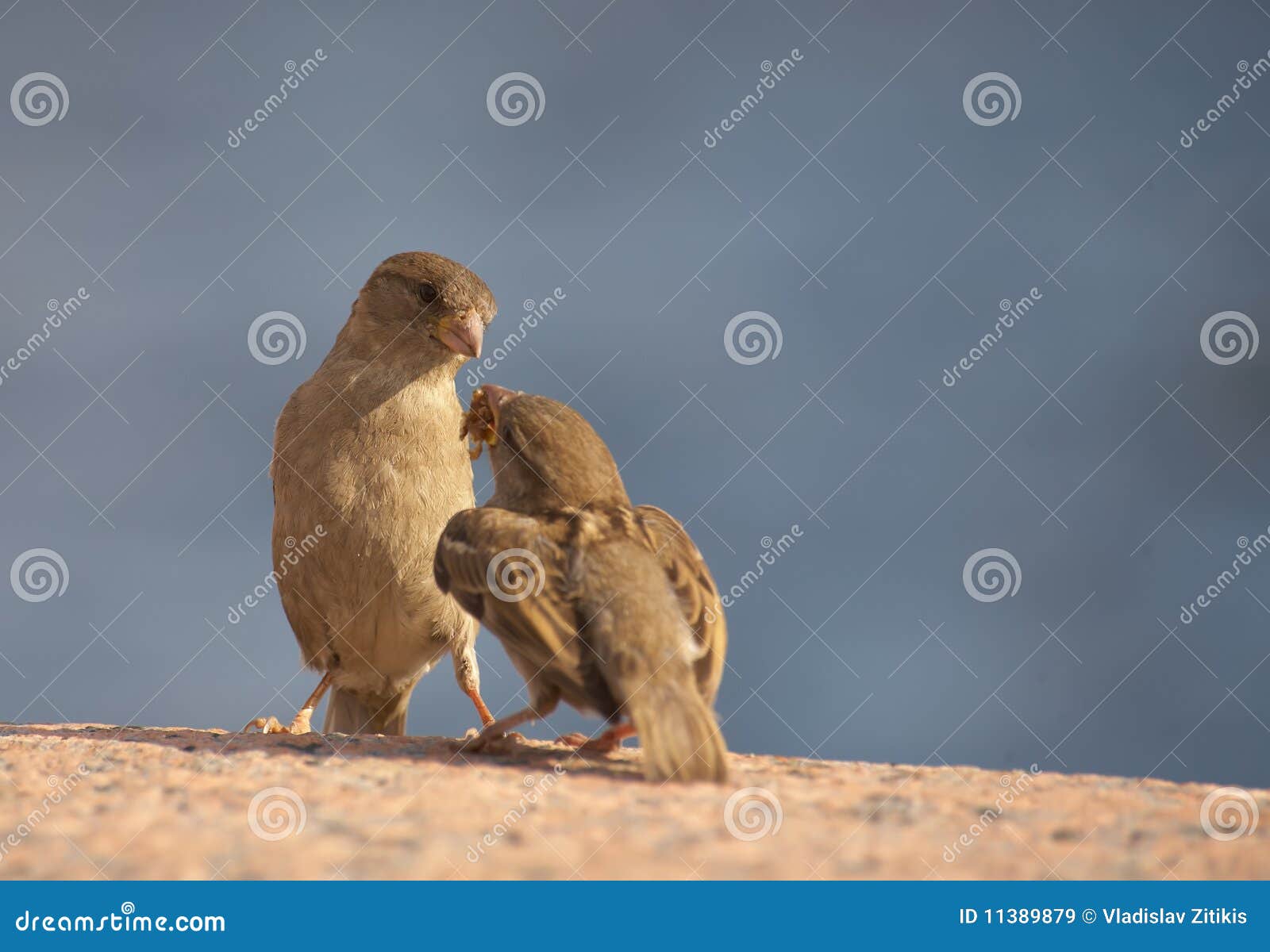 Two sparrows stock image. Image of focus, bill, worm - 11389879