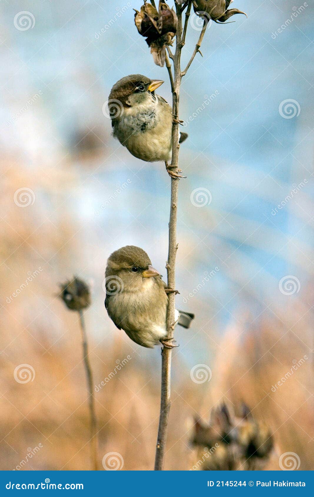 Two Sparrows stock photo. Image of sparrows, sparrow, love - 2145244
