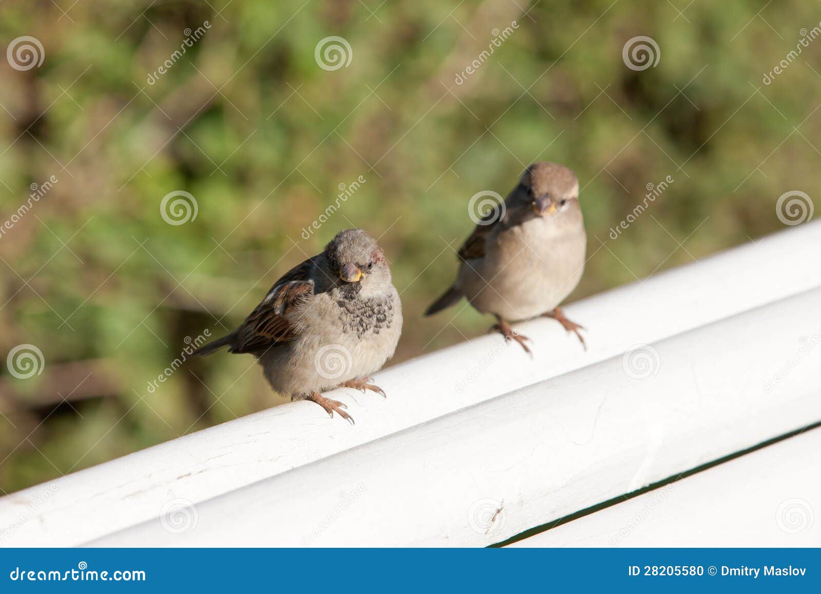 Two sparrows stock photo. Image of wing, nature, sparrow - 28205580