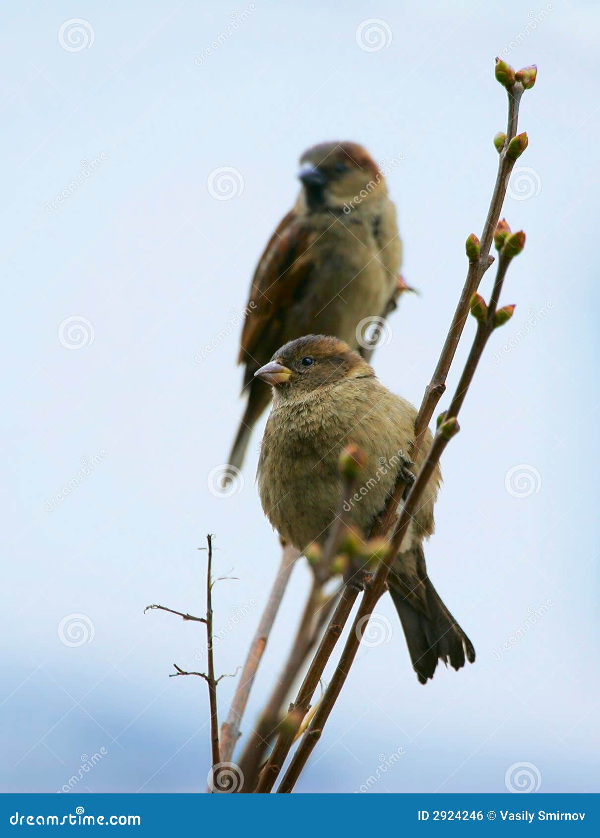 Two sparrows stock photo. Image of brown, looking, beak - 2924246