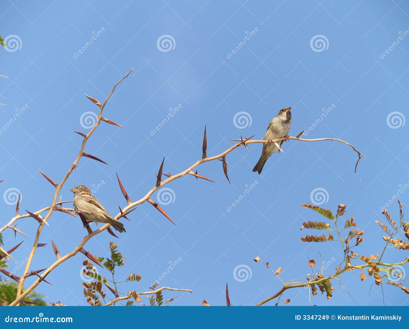 Two Sparrows Picture. Image: 3347249