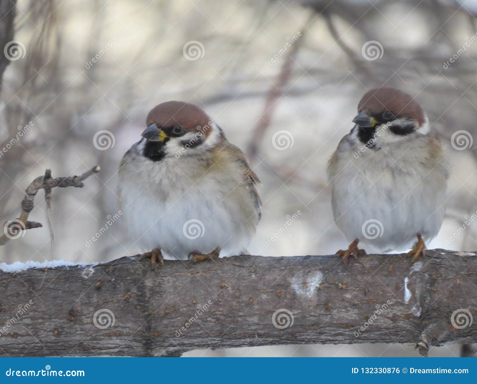 Two Sparrows on a Branch. Close Up. Tree. Frost Stock Photo - Image of ...