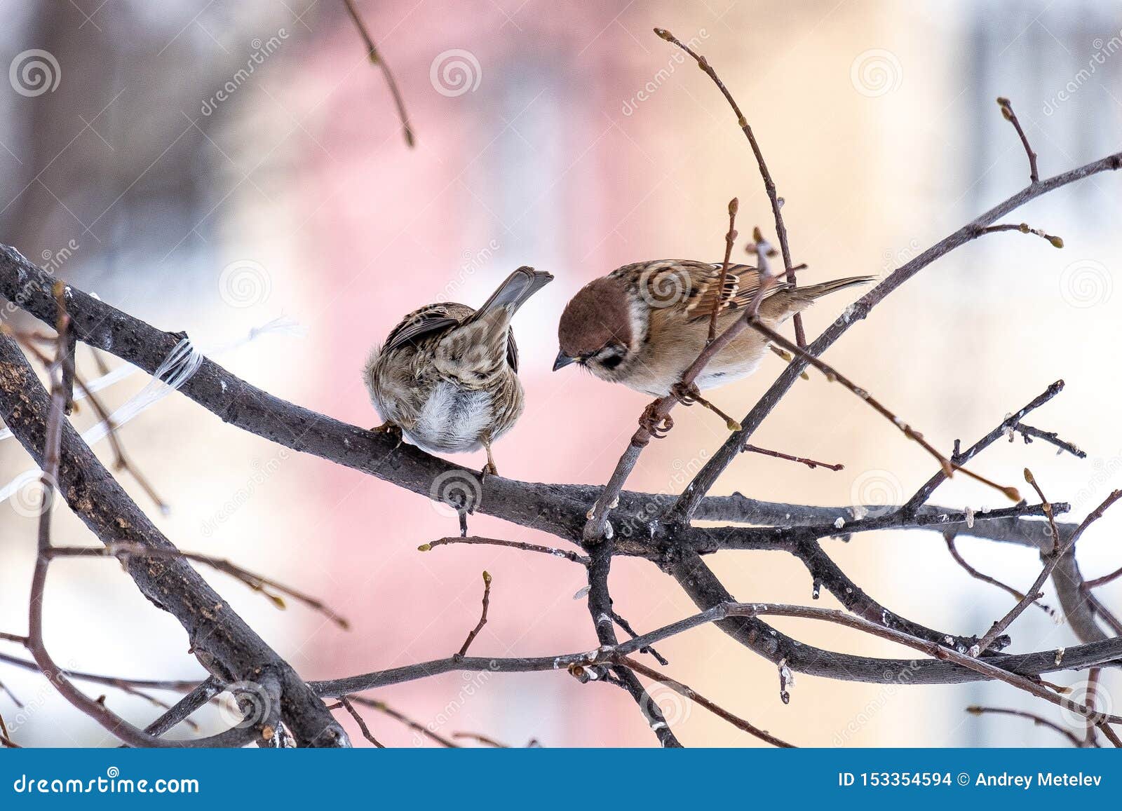 Two Sparrows on a Branch Watching the Second the First Looks Stock ...