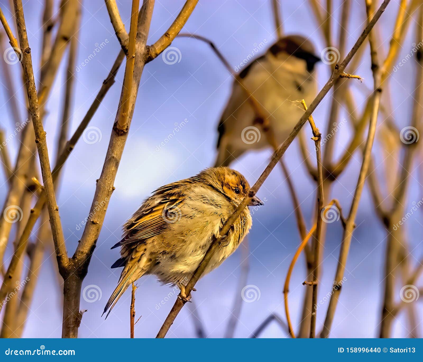 Two sparrows on the bushes stock photo. Image of beak - 158996440