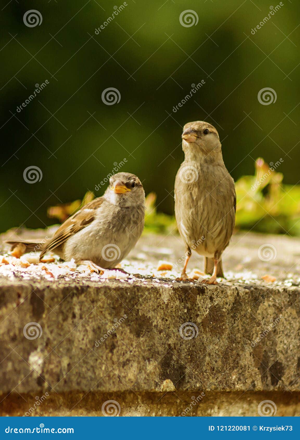 Two Sparrows - Feeding Time - Spring Time Stock Image - Image of green ...