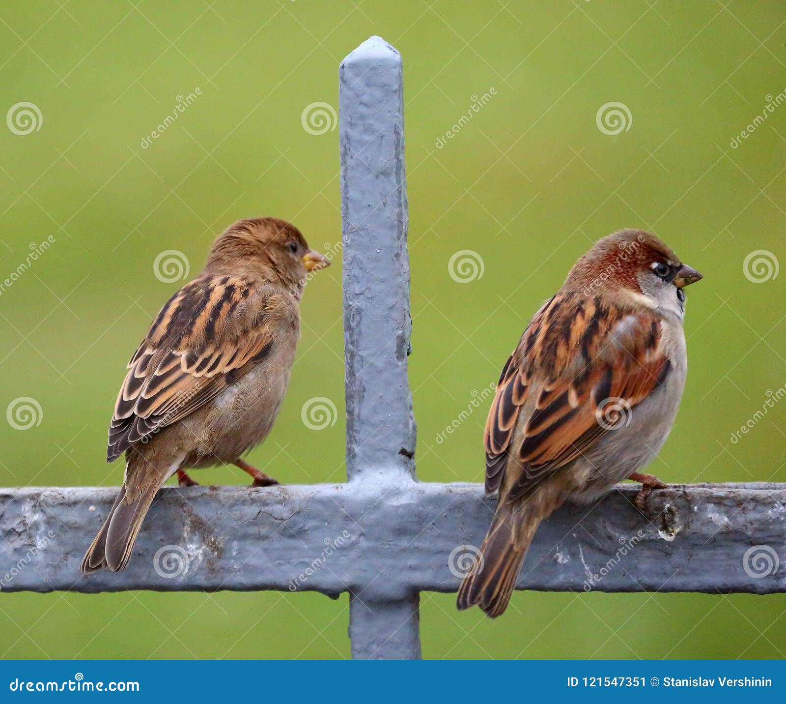 Sparrows on the fence stock image. Image of usual, sparrows - 121547351