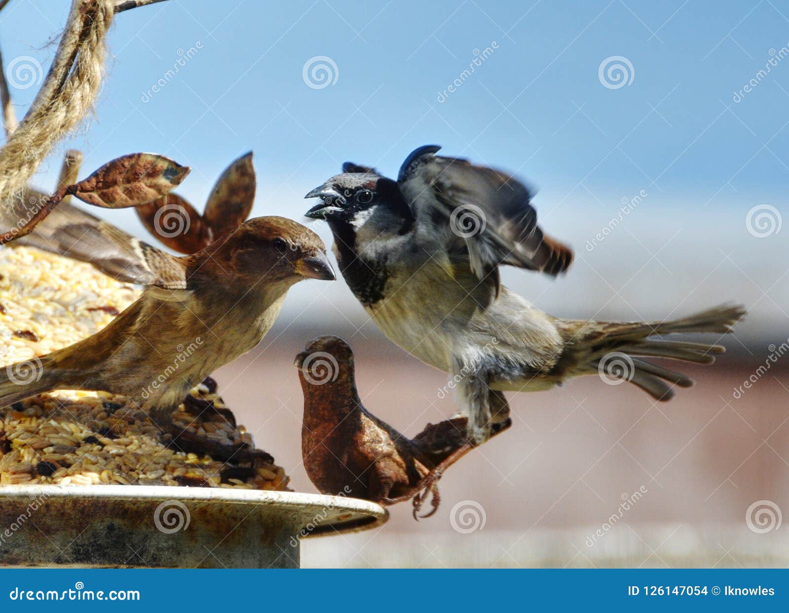 Two Sparrows Fighting at a Bird Feeder Stock Photo - Image of bird ...