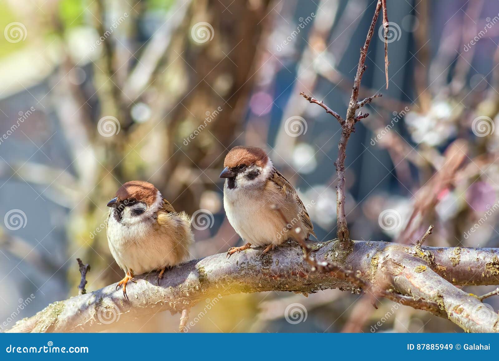 Two Sparrows on Flowering Branches of Apricot Tree Stock Image - Image ...