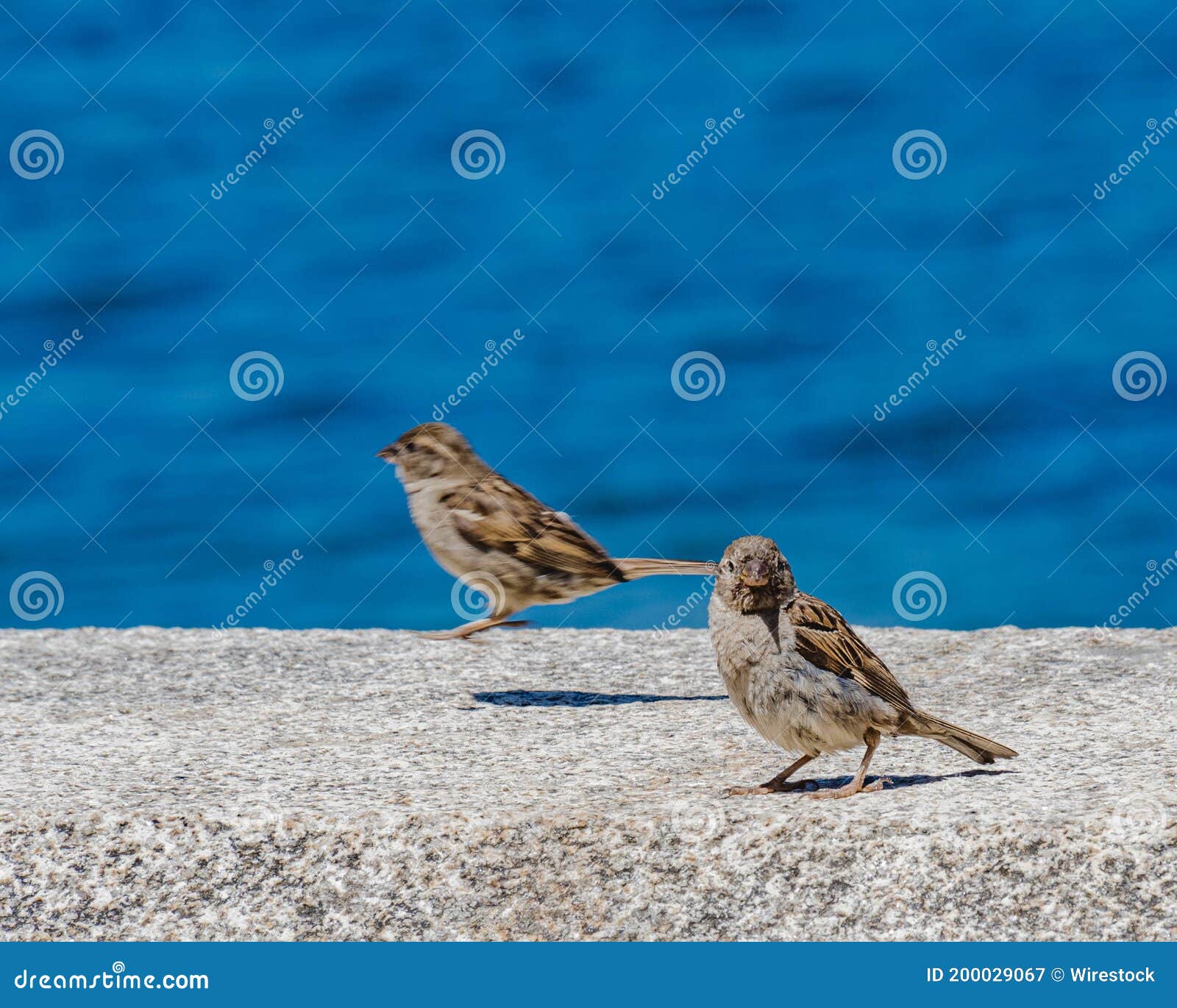 Sparrows Perched on a Wall by the Sea Stock Image - Image of feathers ...