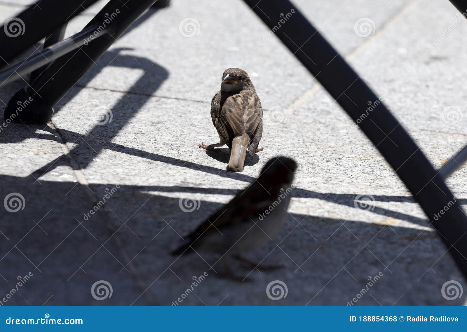 Two Sparrows is Playing. Contrast Picture Stock Photo - Image of bird ...