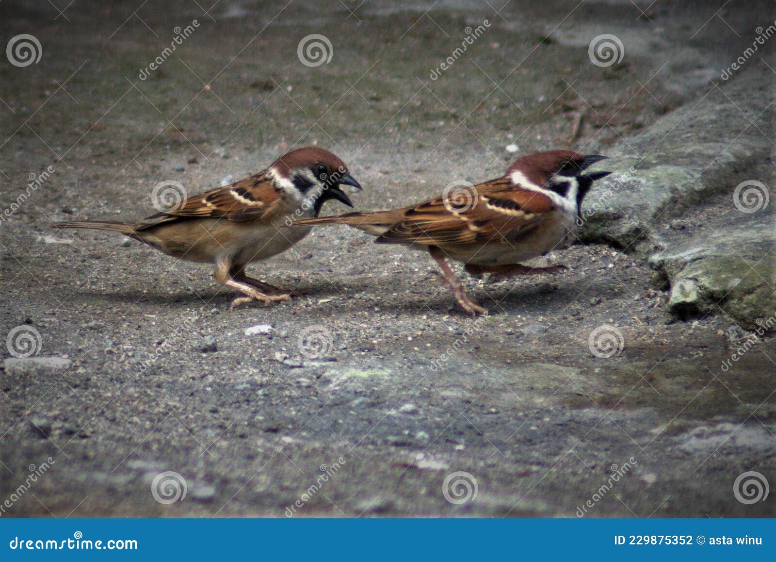 Two Sparrows Posing Side Together Stock Photo - Image of together, wing ...