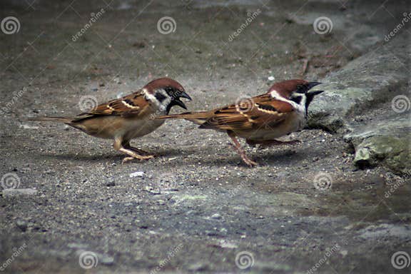 Two Sparrows Posing Side Together Stock Photo - Image of together, wing ...