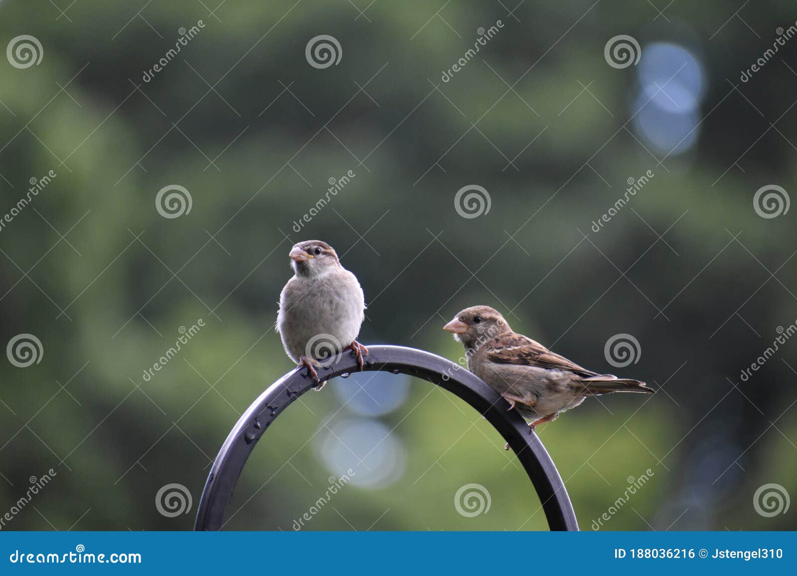 Two Sparrows on a Post stock photo. Image of atop, nature - 188036216