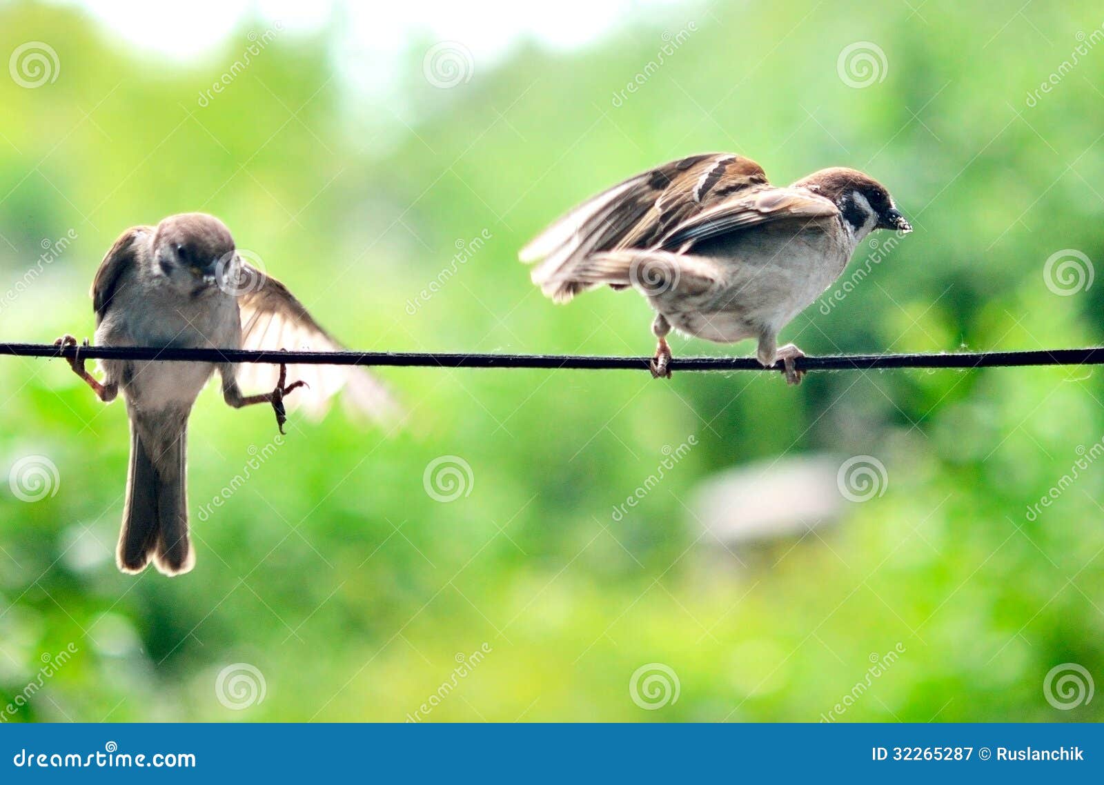 Two sparrows stock image. Image of black, flying, summer - 32265287