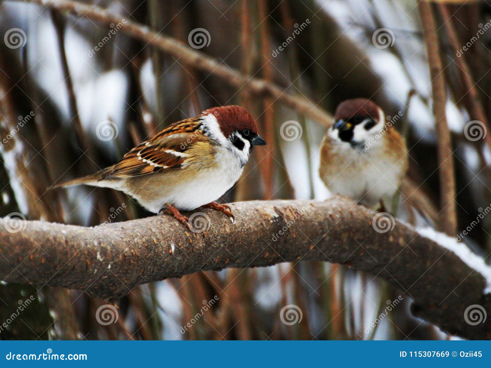 Two Sparrows Sit on a Tree Branch. Stock Image - Image of sparrow, food ...