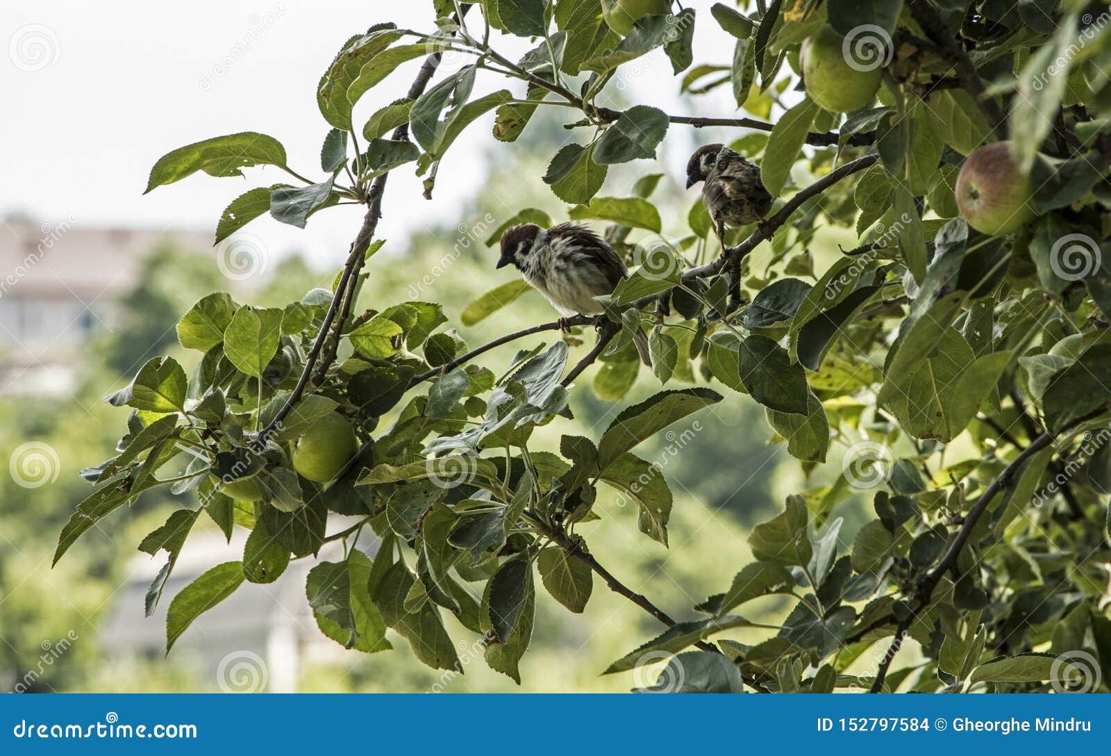 Two Sparrows Sitting in an Apple Tree Stock Photo - Image of wild, bird ...