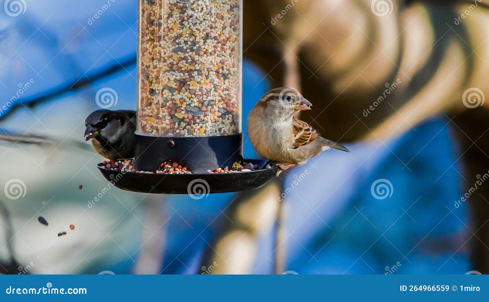 Two Sparrows Sitting on Bird Feeder Stock Image - Image of wildlife ...