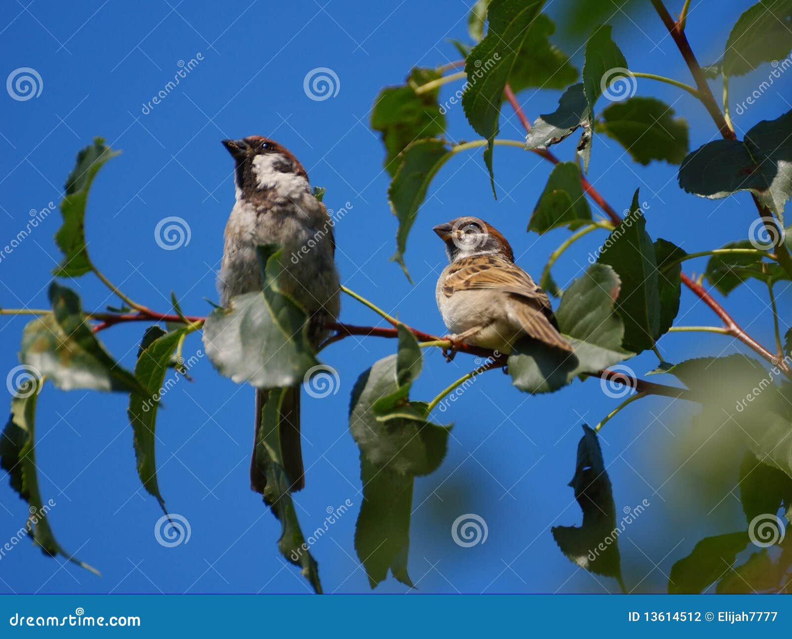 Two Sparrows Sitting on a Branch Stock Photo - Image of closeup, color ...