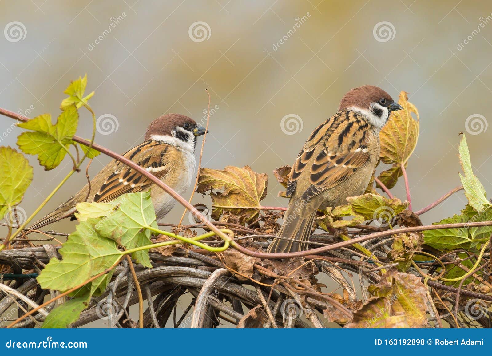 Two Tree Sparrows Sitting on a Hedge of Climbing Vine Stock Photo ...