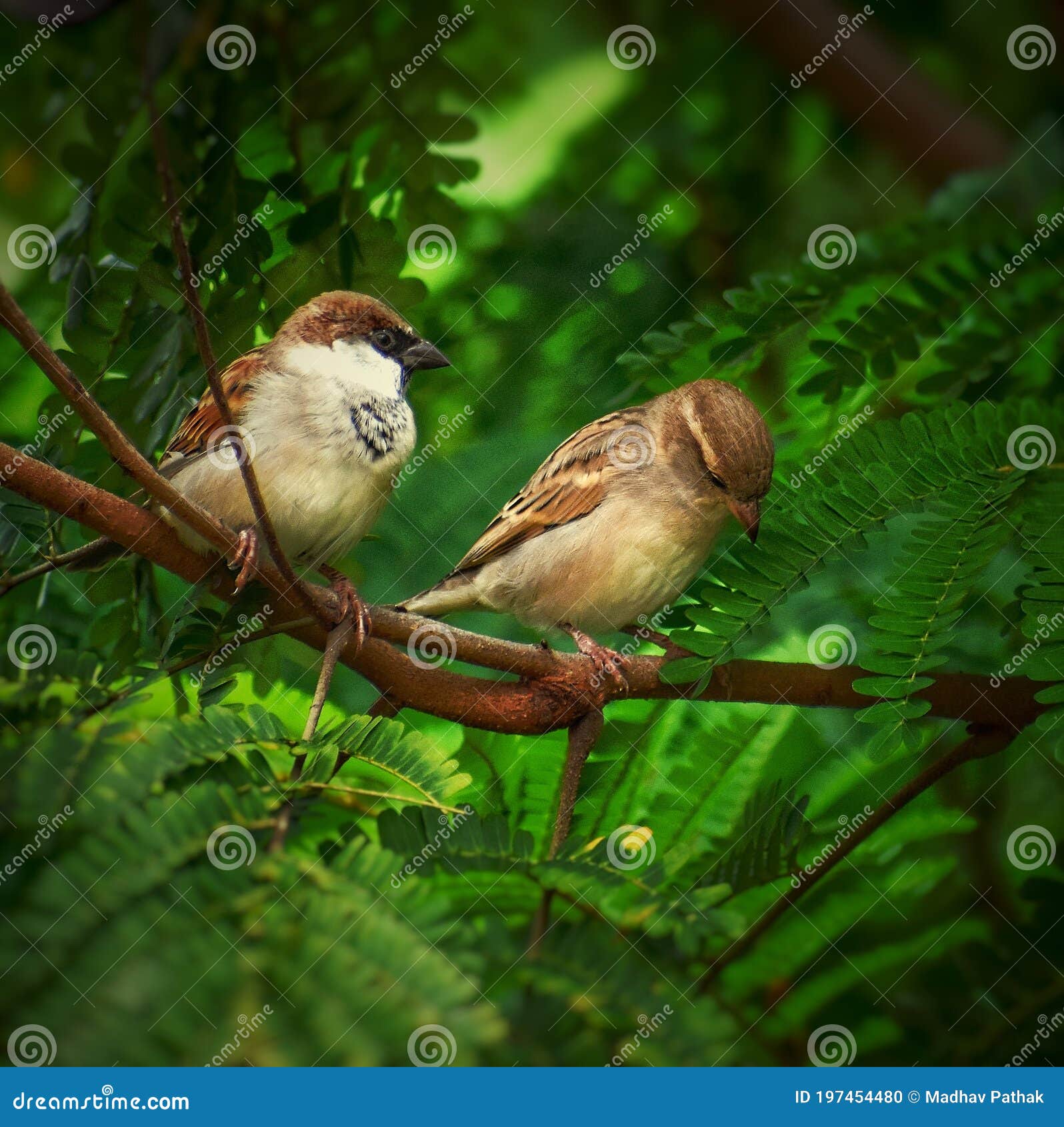 Two Sparrows Sitting on Tree Stock Photo - Image of tree, sparrows ...