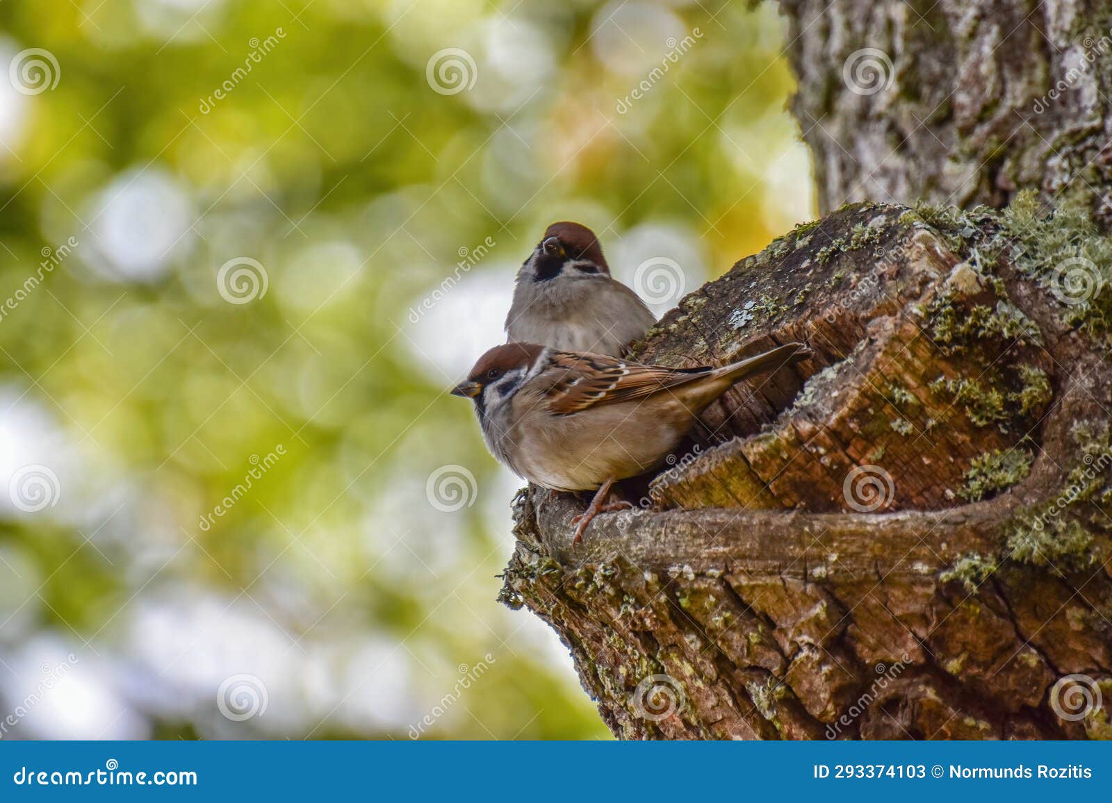 Two Sparrows are Sitting on a Tree Stock Image - Image of wing, insect ...