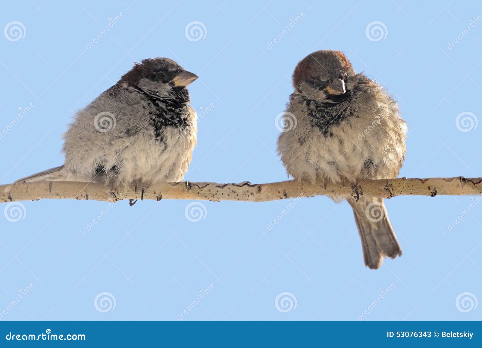 Two sparrows stock image. Image of sitting, blue, curious - 53076343