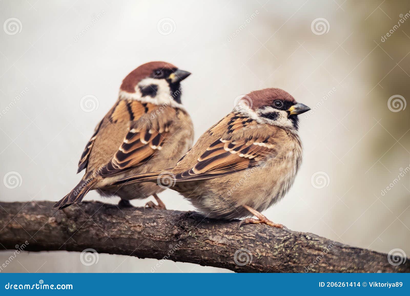 Two Sparrows Sitting on Tree Branch Stock Photo - Image of background ...