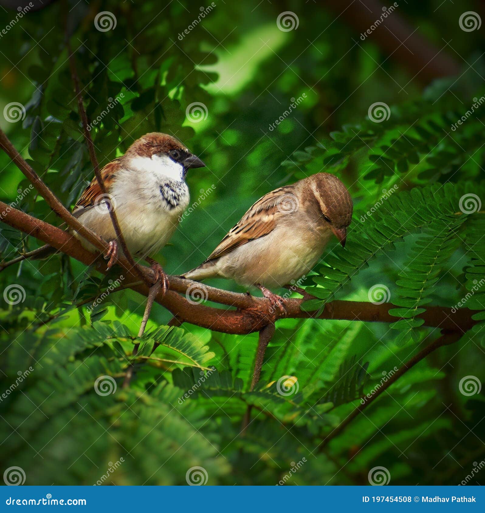 Two Sparrows Sitting on Tree Stock Photo - Image of tree, couple: 197454508
