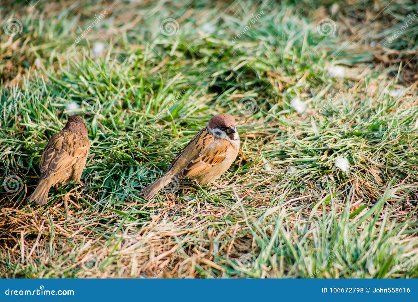 Two sparrows on the grass stock photo. Image of green - 106672798