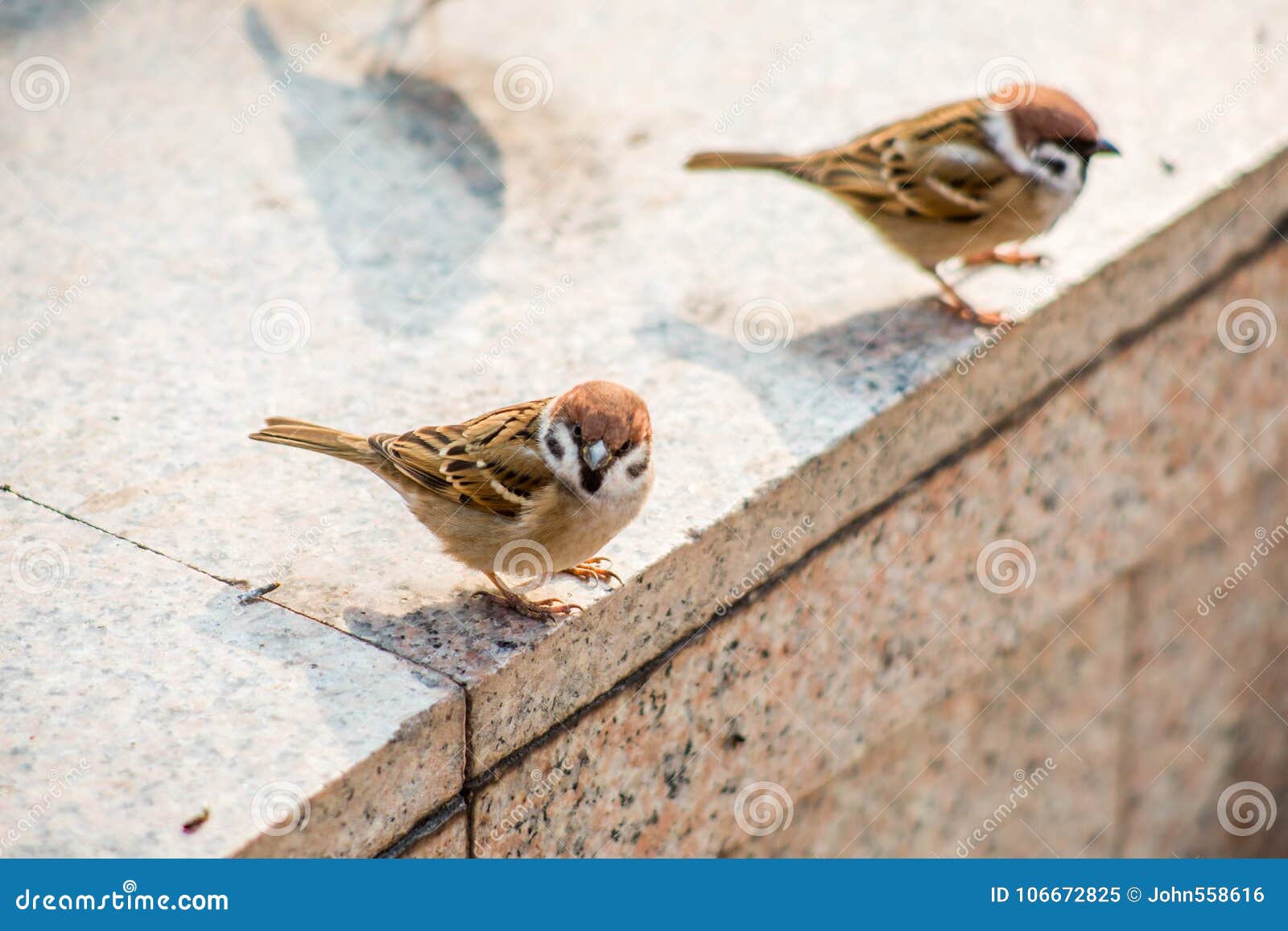 Two sparrows stock image. Image of grassplot, sparrows - 106672825