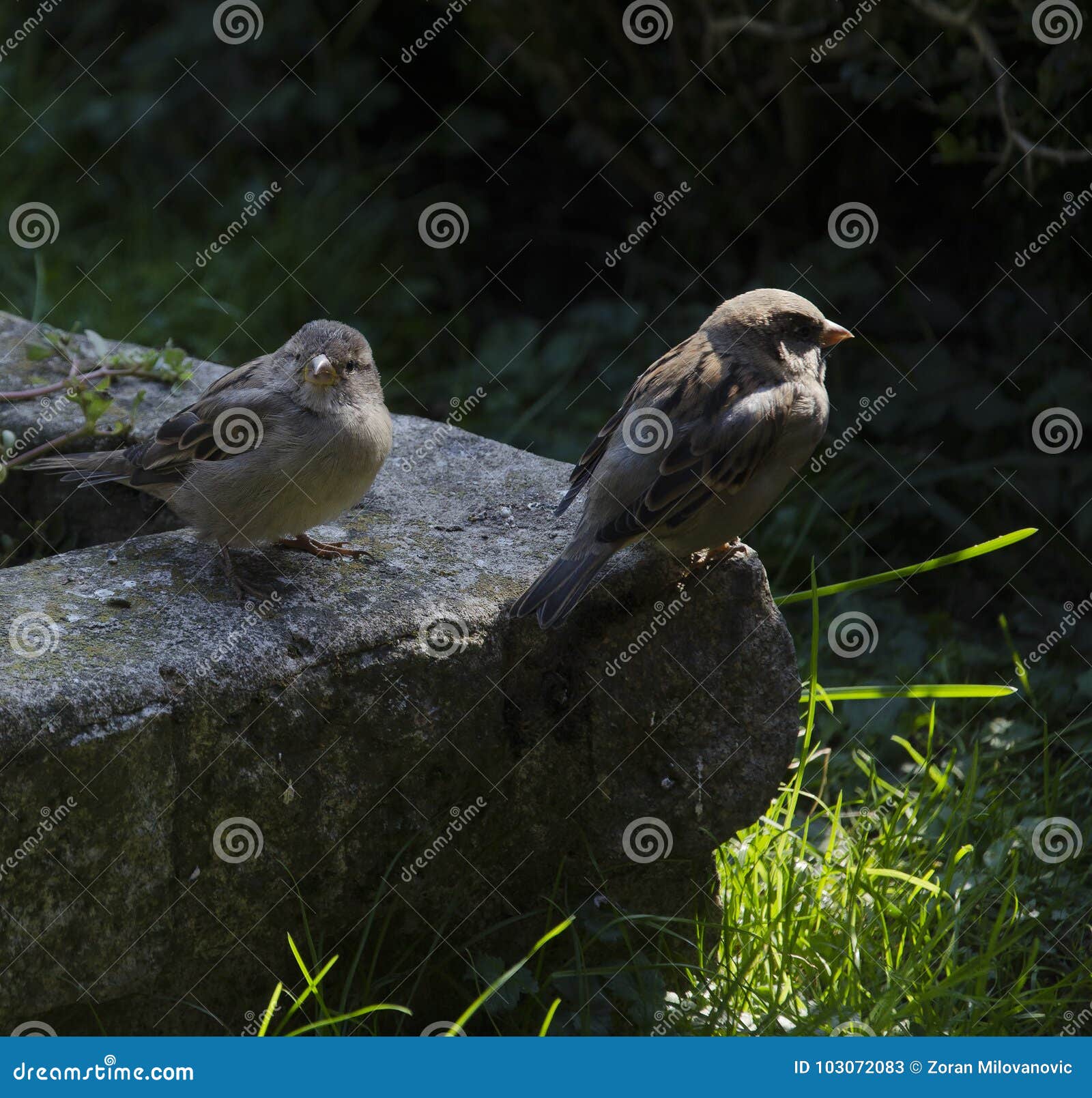 Sparrows stock image. Image of meditation, kiza, animals - 103072083