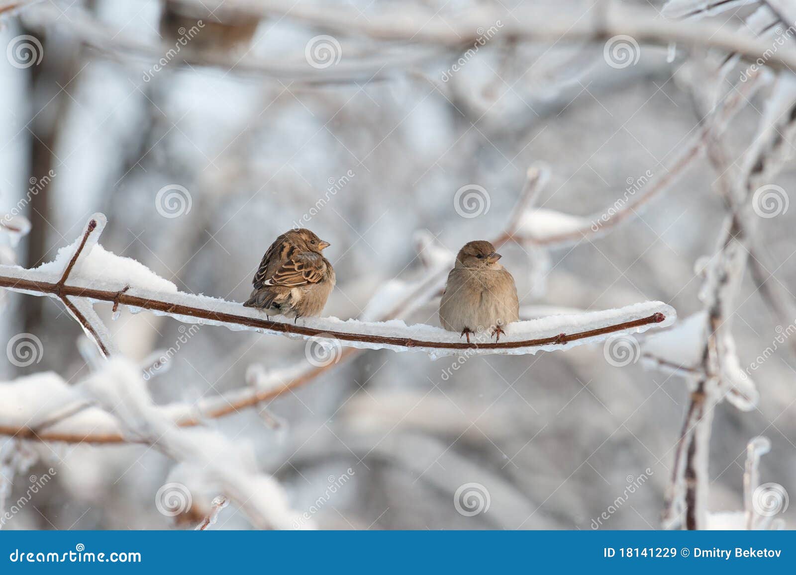 Two sparrows on the tree stock image. Image of season - 18141229