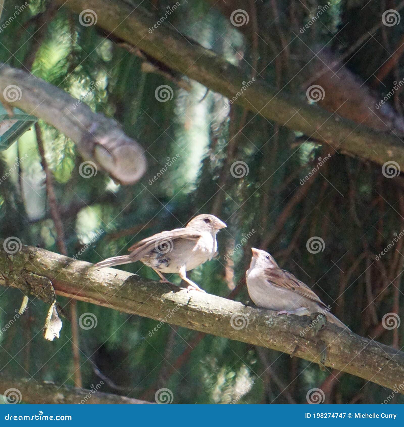 Two Sparrows on a Tree Branch. Stock Image - Image of bird, plant ...