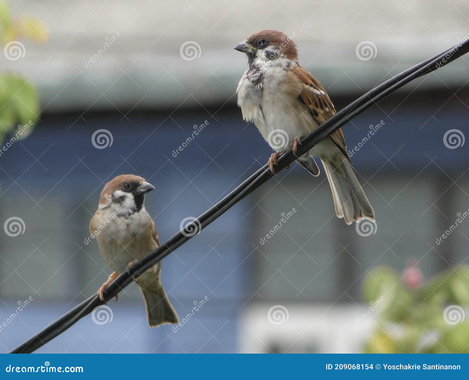Two sparrows stock photo. Image of wing, wildlife, blackbird - 209068154