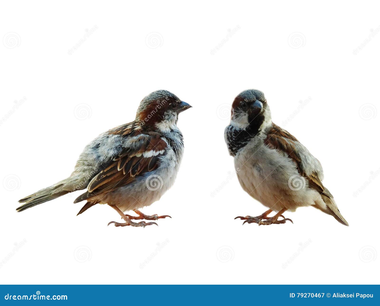 Two Sparrows On A White Background Royalty-Free Stock Photo ...