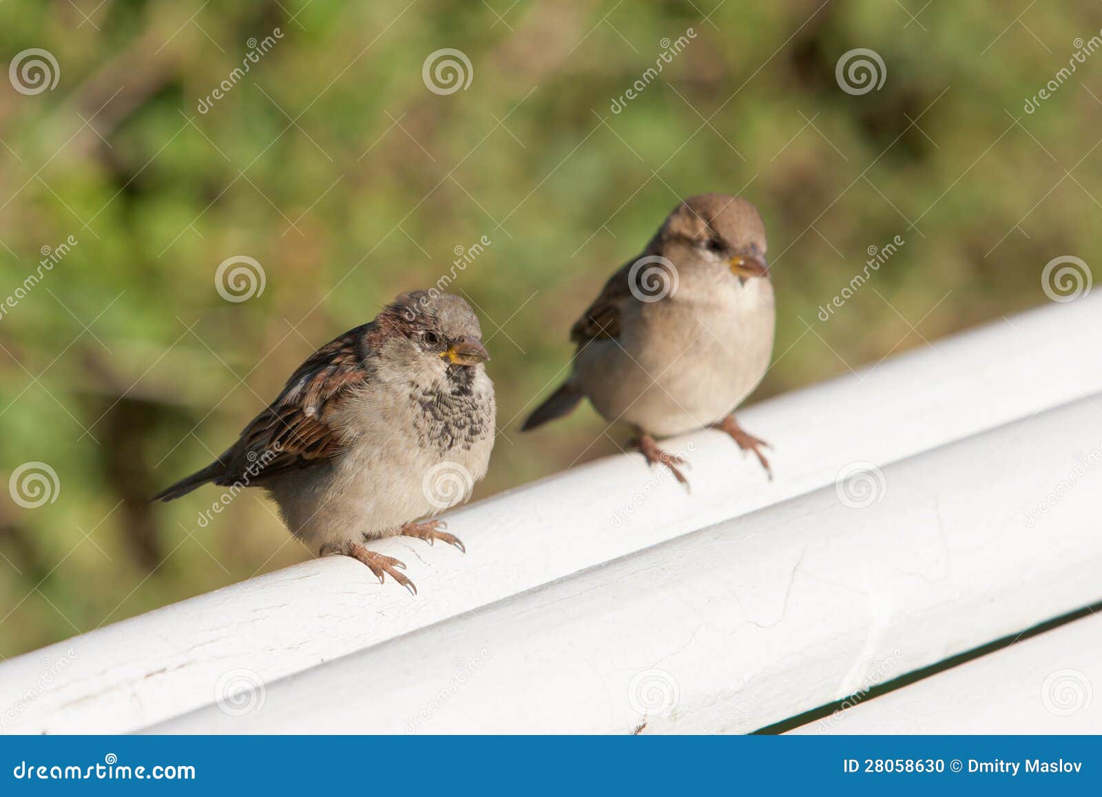 Two Sparrows on a White Bench Stock Photo - Image of brown, beak: 28058630