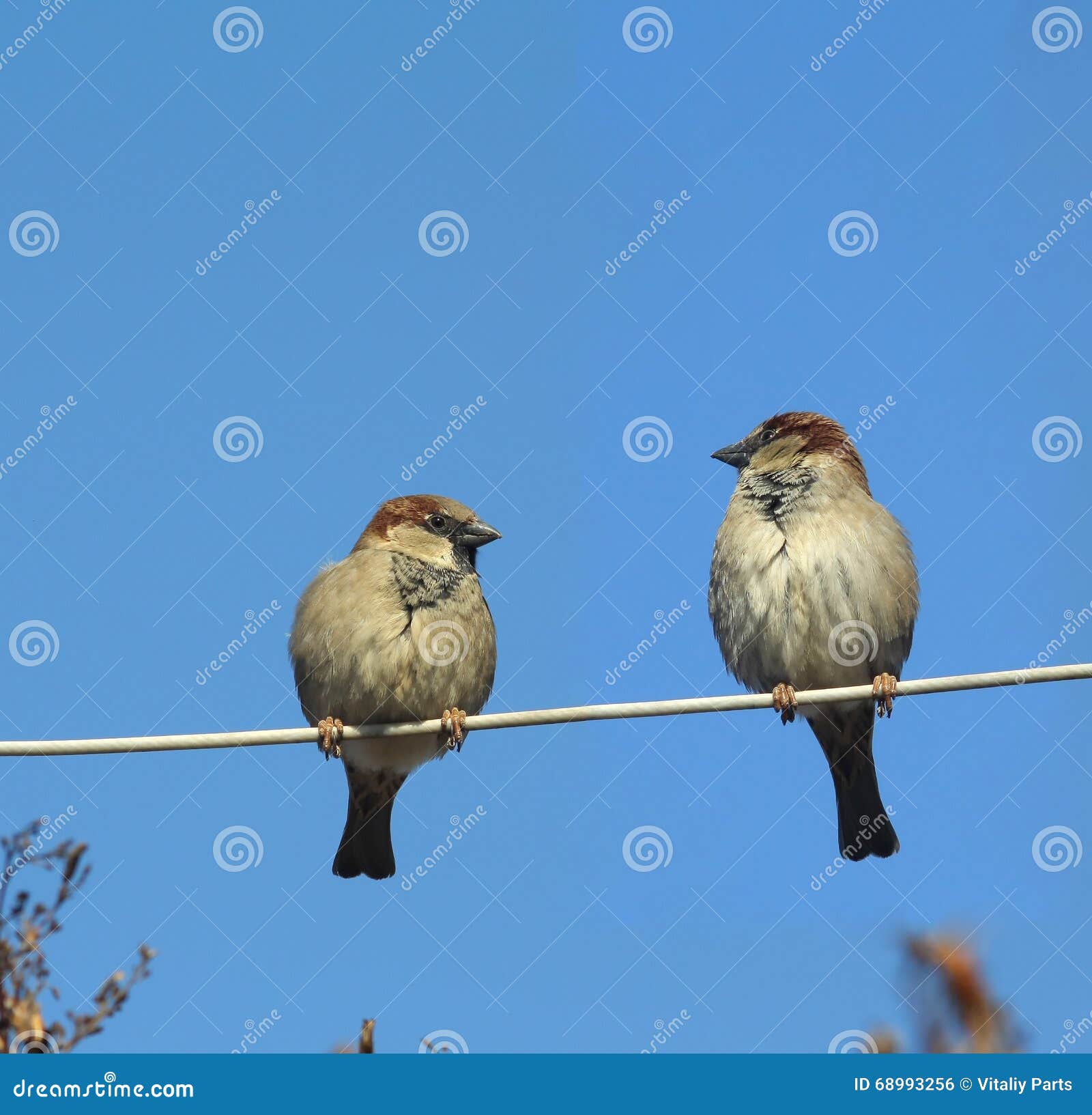 Two sparrows on a wire stock photo. Image of sparrow - 68993256