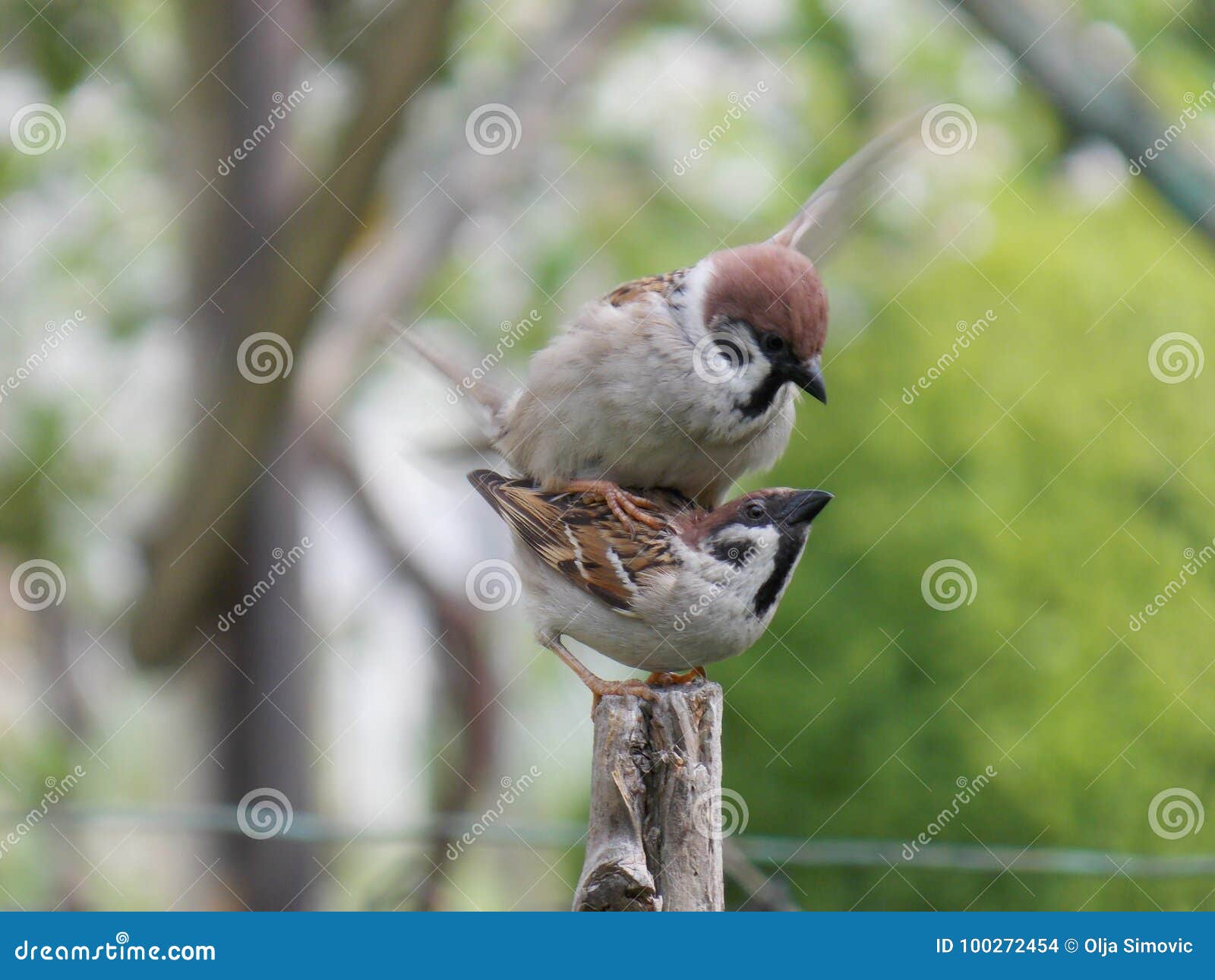 Two sparrows stock photo. Image of macro, bird, nature - 100272454