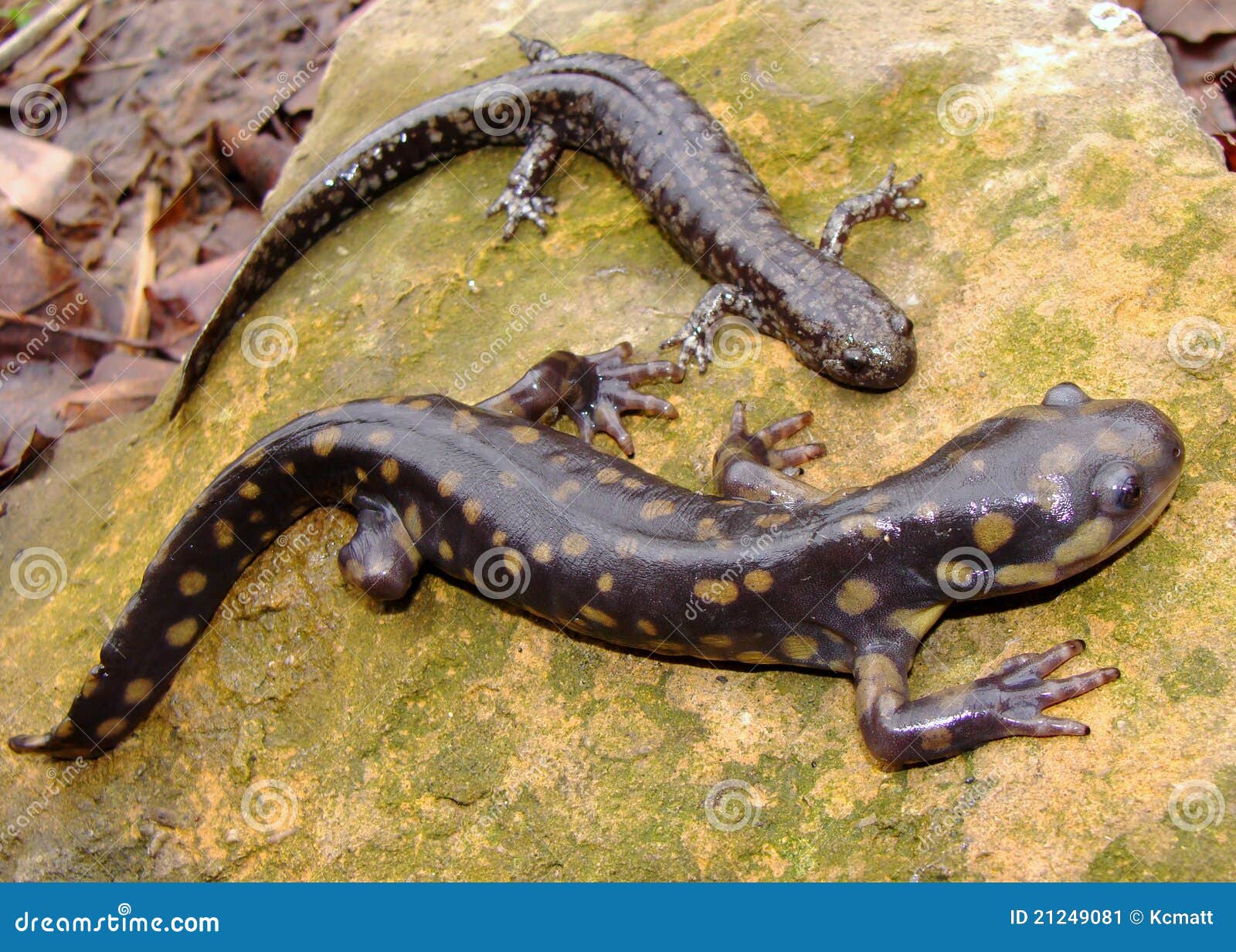 Two Species of Ambystoma Salamander Stock Image - Image of mavortium ...