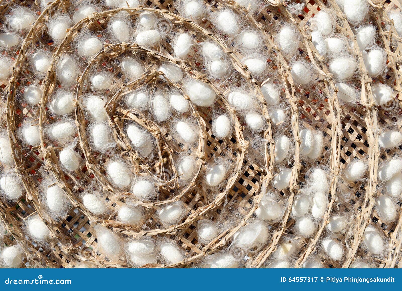 Two Species of White Cocoon Stock Image - Image of making, material ...