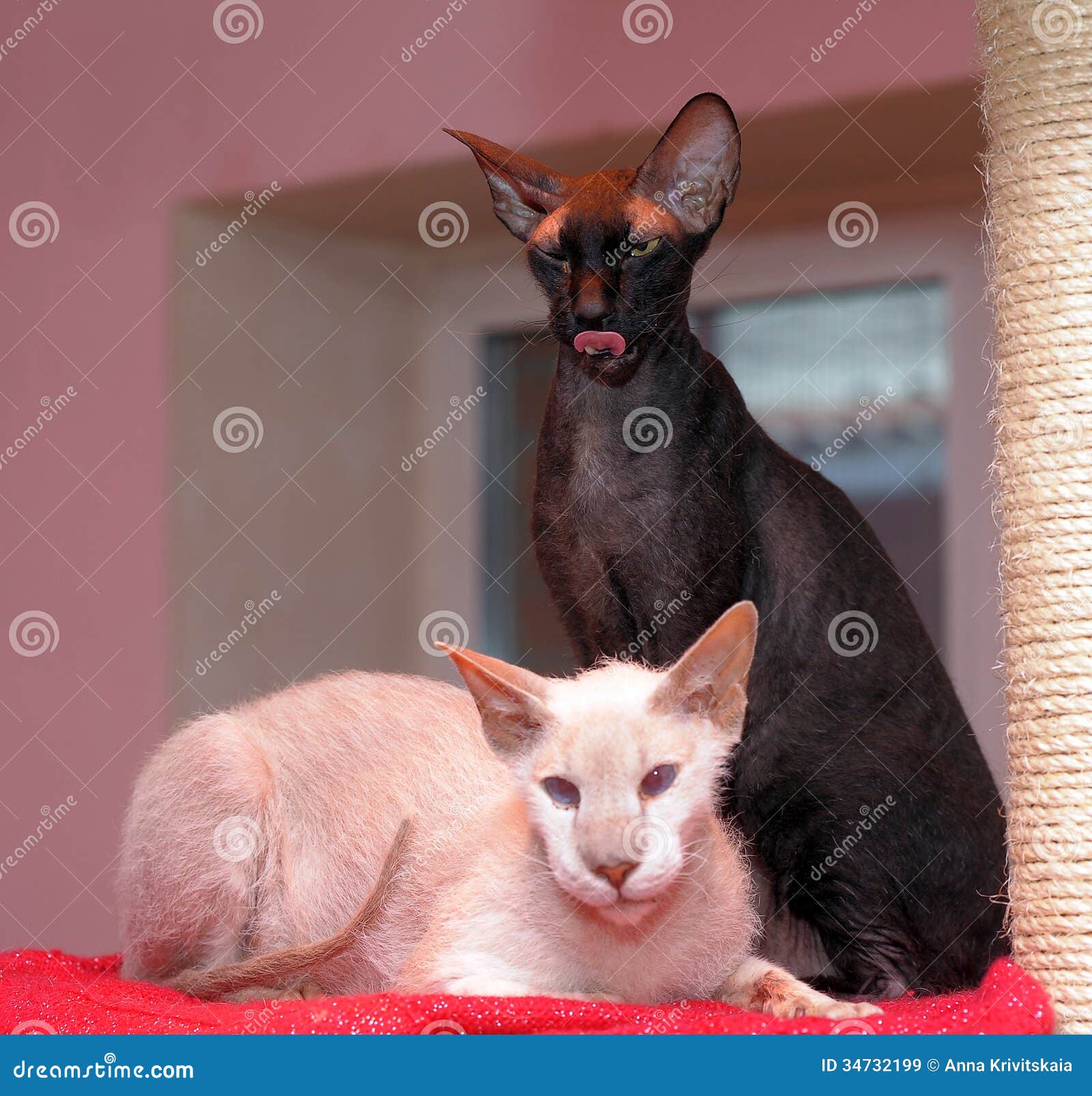 Two sphinx cat stock image. Image of funny, household - 34732199