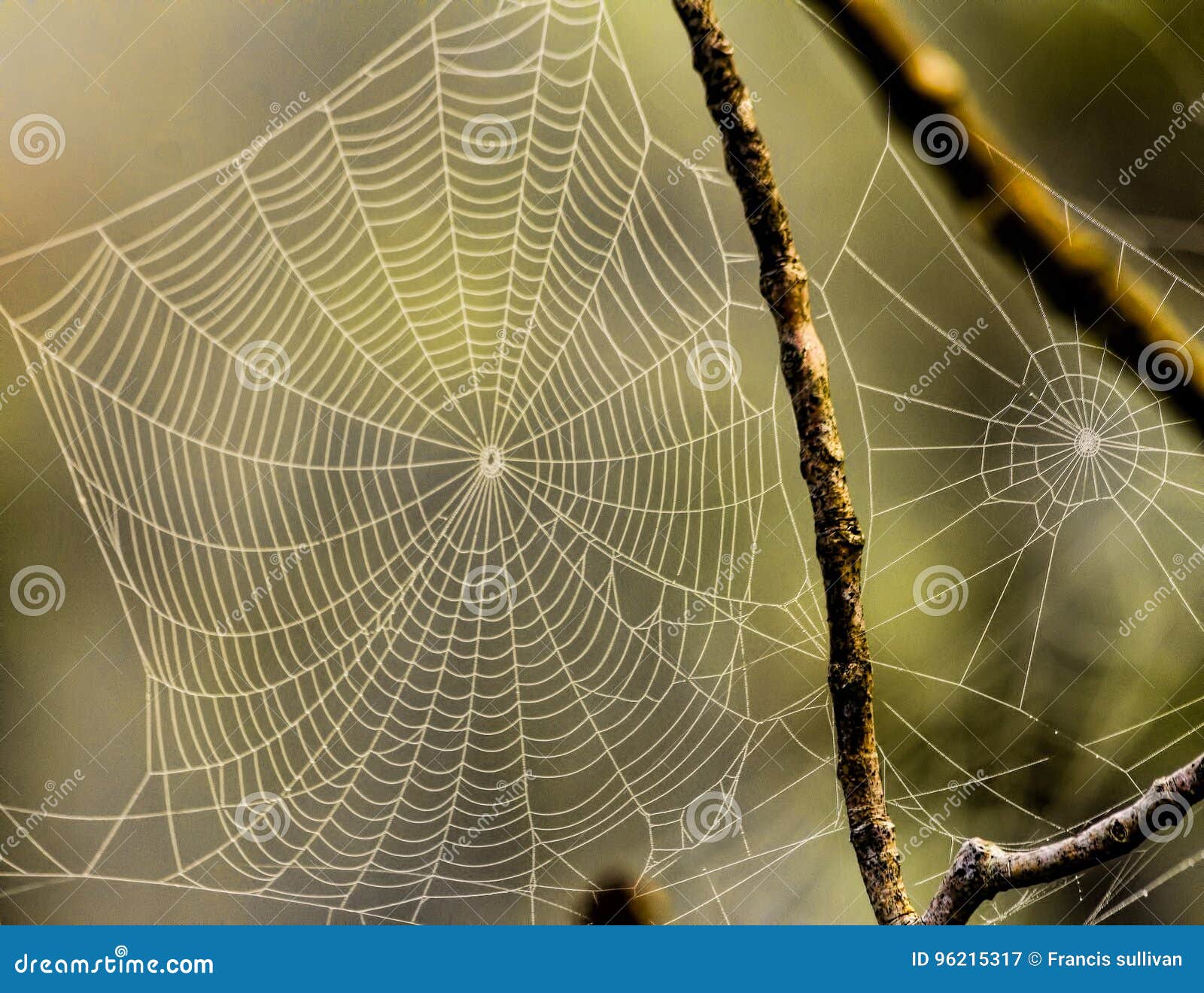 Spider Webs On Exterior Spruce Timber Cladding Facade Stock Image ...