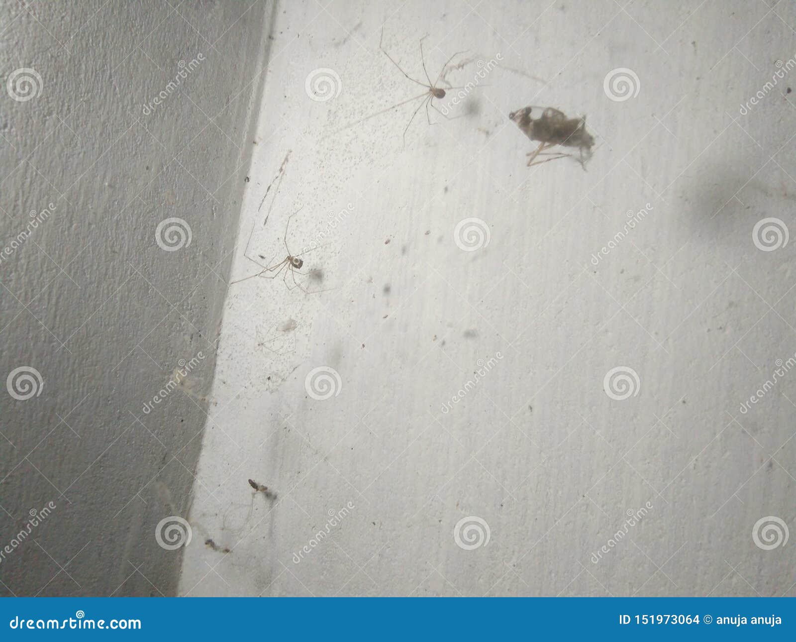 Two Spiders Attacking Big Insert Stock Photo - Image of spiders ...