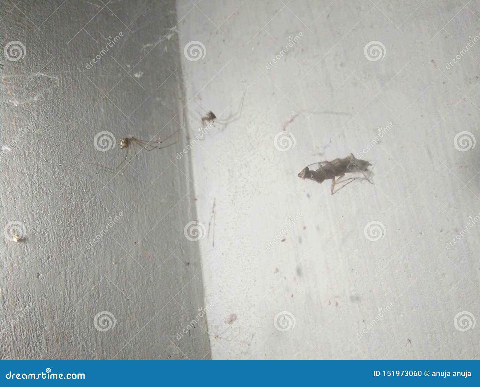 Two Spiders Attacking Big Insert Stock Photo - Image of spiders, insert ...